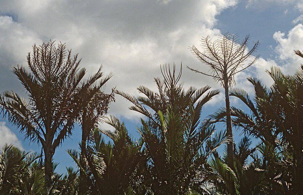 4 Fakta Pohon Sagu, Flora Asli Indonesia yang Penuh Gizi | IDN Times